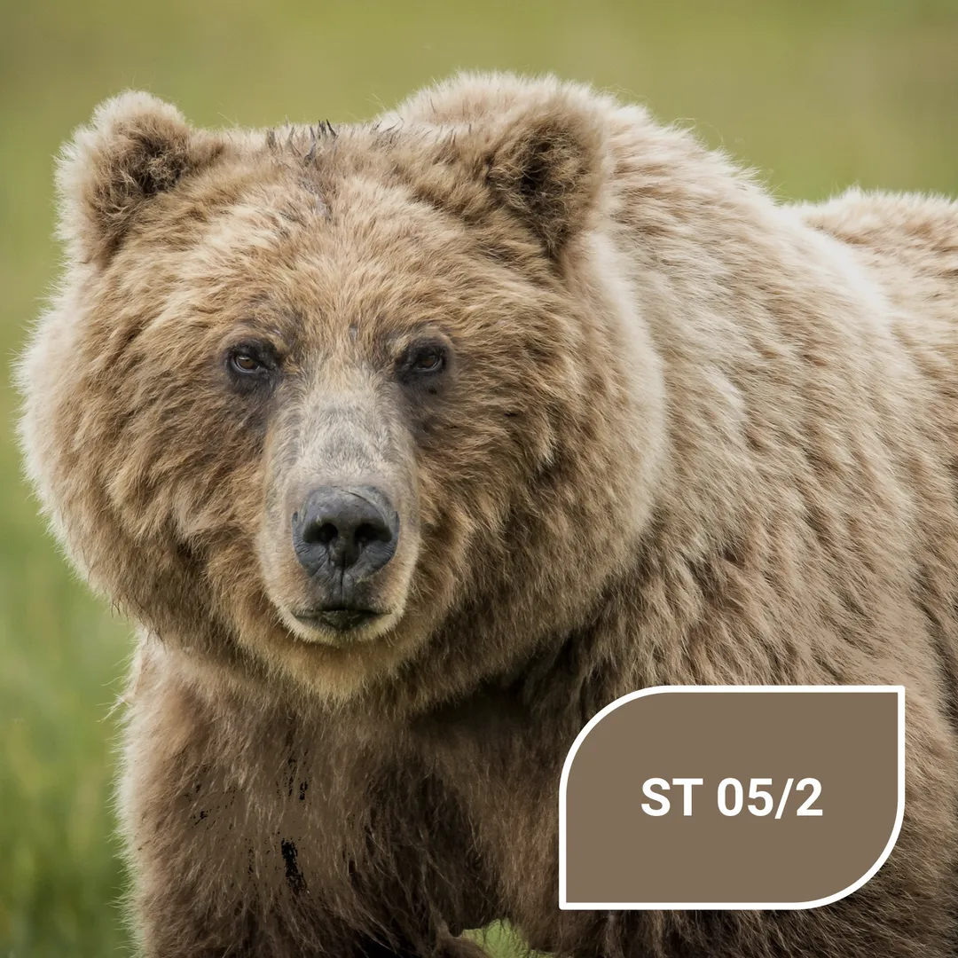 Могутній коричнево-сірий Stylewood ST 05/2 Грізлі : Лівінг Вуд